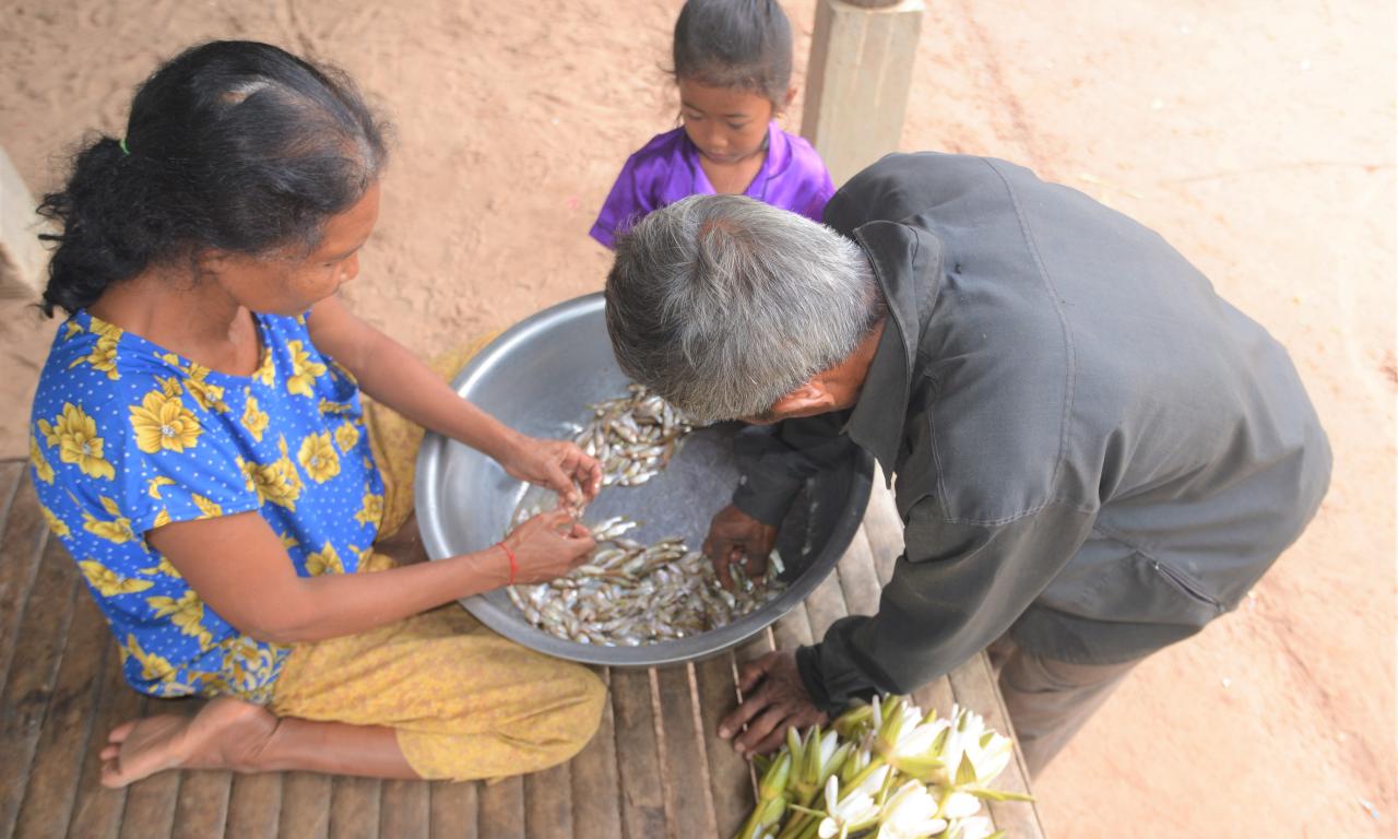 How a Cambodian Rice Field Fisheries Project has Changed Lives | WorldFish