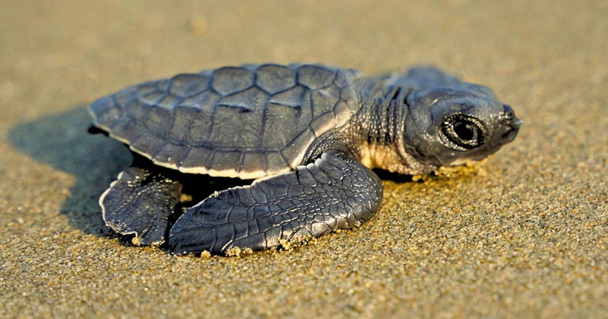 Sea Turtles at Risk, How Communities in Bangladesh are Making a ...