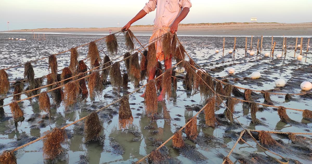 WorldFish @ Nutrition for Growth | WorldFish