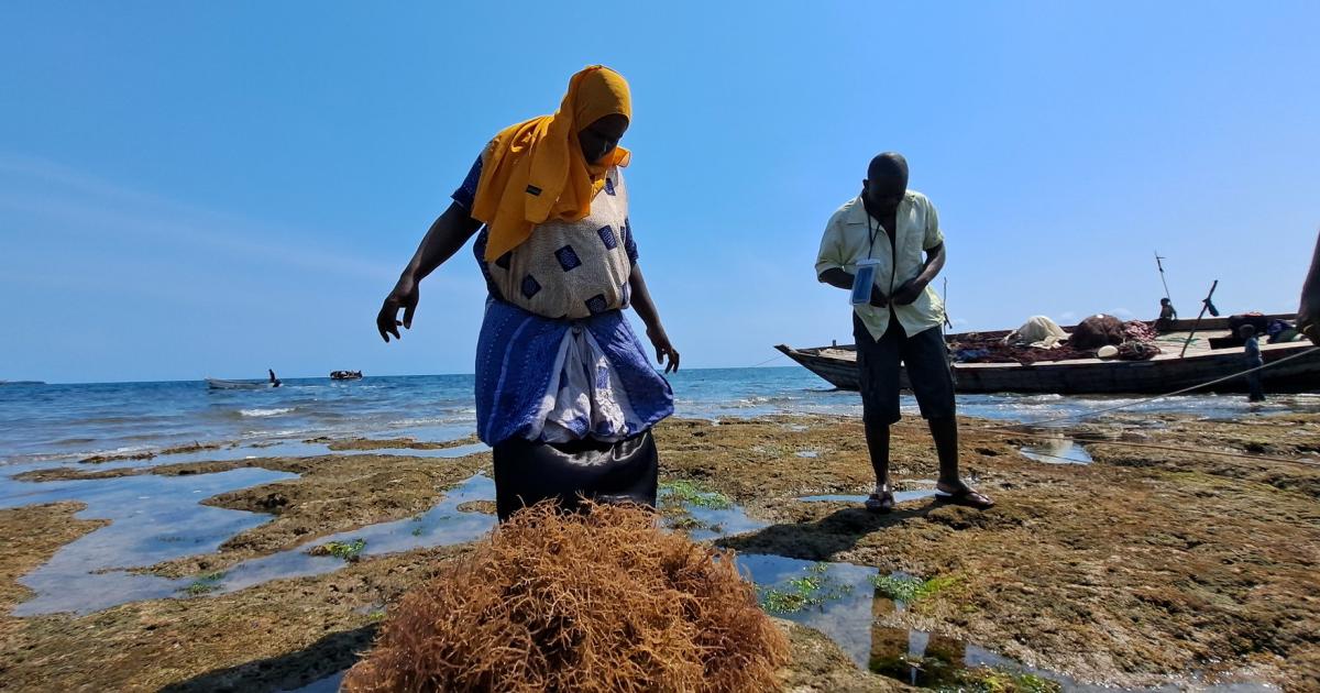 WorldFish @ COP30 | WorldFish