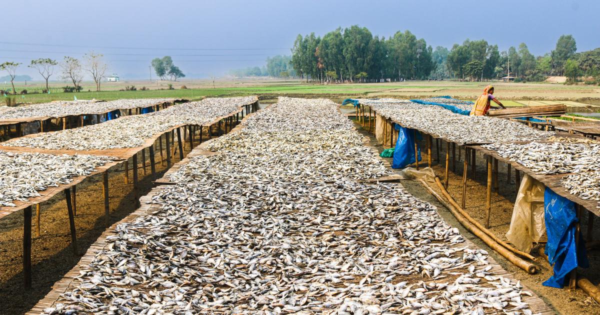 WorldFish @ 14th Asian Fisheries and Aquaculture Forum (14AFAF) | WorldFish