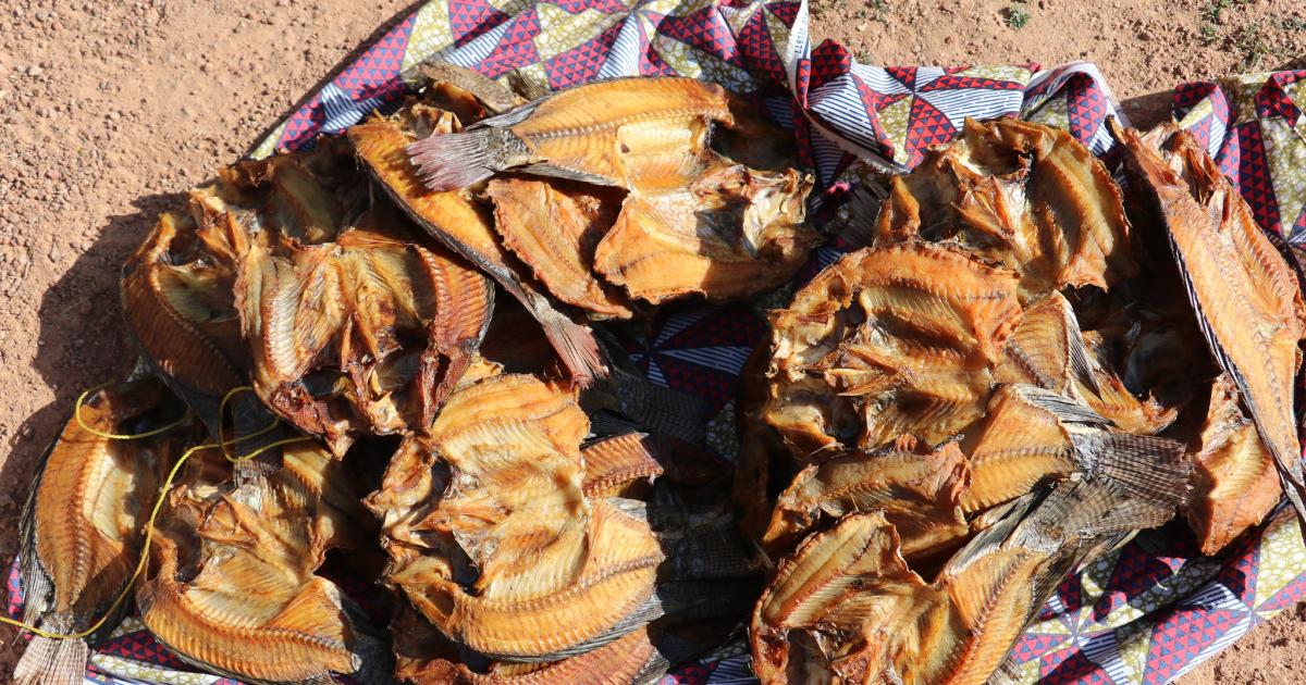 WorldFish @ The Agriculture, Nutrition and Health (ANH) Academy | WorldFish